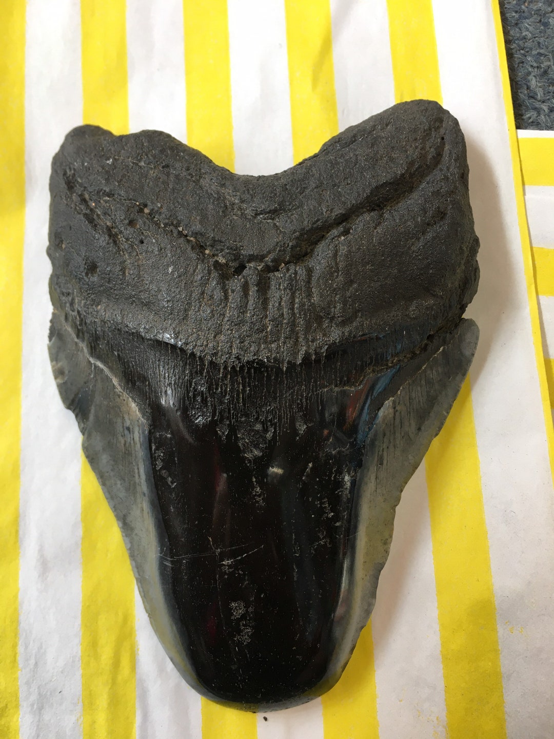 Shark Tooth Fossil Genuine Megalodon Fossil Shark Tooth Specimen Fossil ...