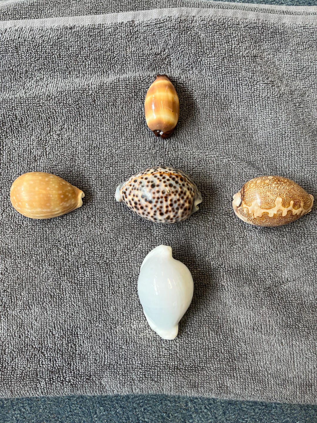 Cowrie Shell Collection Polished Selection Sea Shell Collector Bundle ...