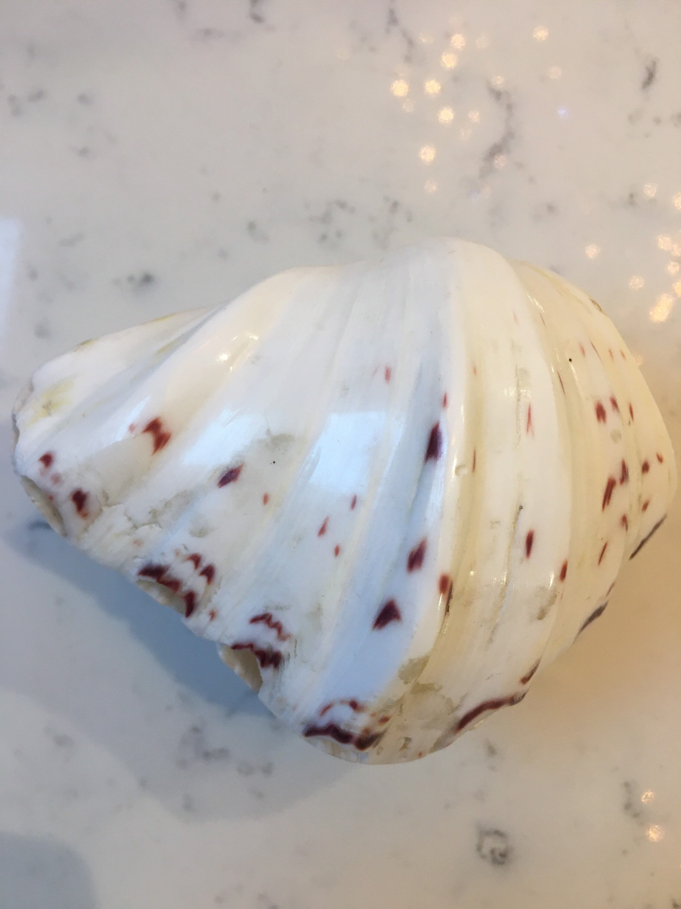 Giant Clam Shell Strawberry Pair Bear Claw Clam Horses Hoof - Etsy UK