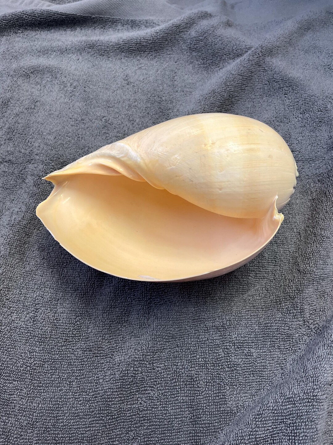 Melon Sea Shell Bailer Shell Natural Pattern Stunning Cleaned Shell ...