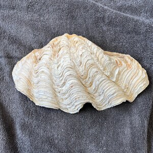 Giant Clam Sea Shell Fluted Clam Tridacna Squamosa Trinket Dish Display ...