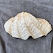 Giant Clam Sea Shell Fluted Clam Tridacna Squamosa Trinket Dish Display ...