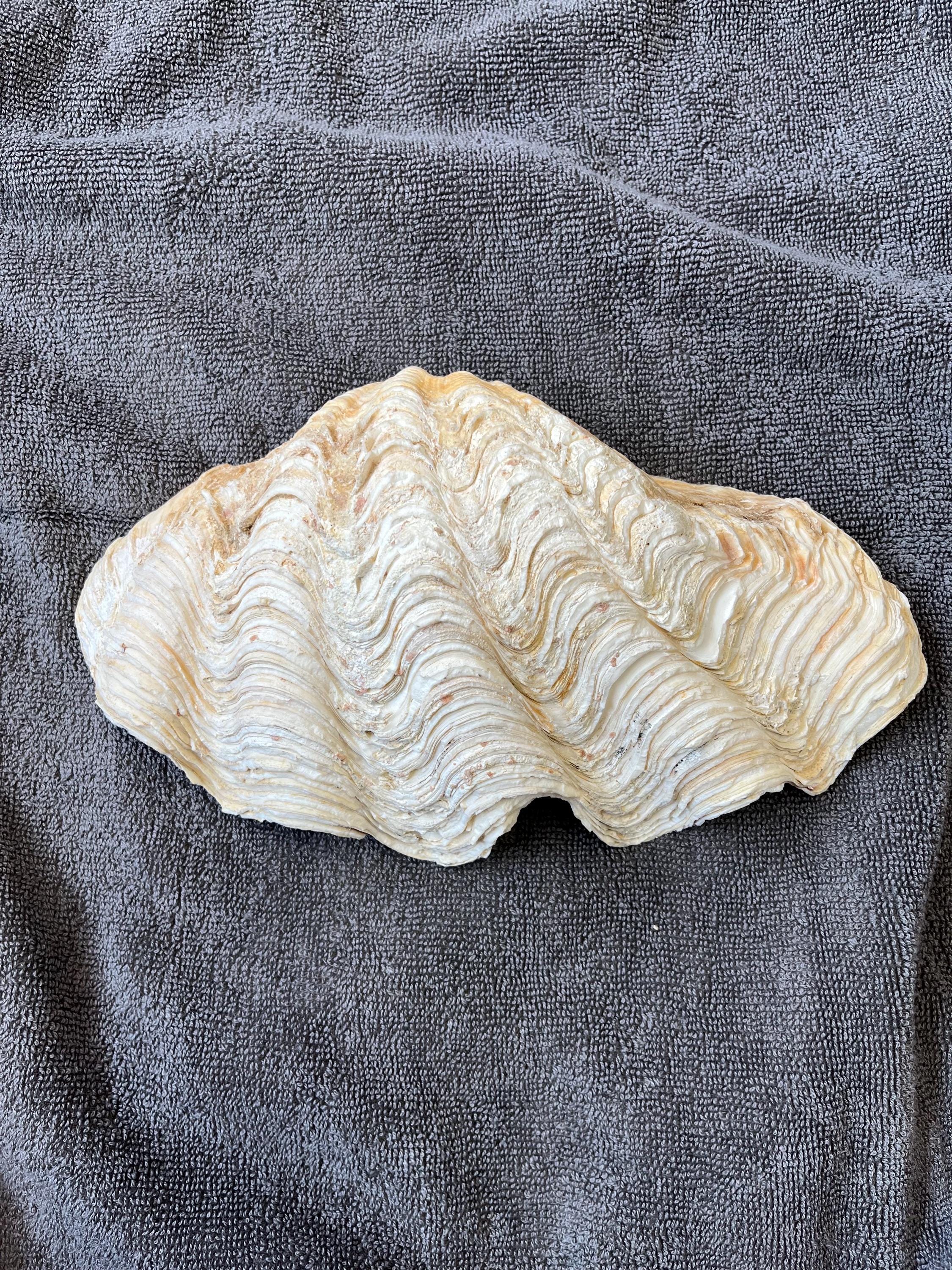 Giant Clam Sea Shell Fluted Clam Tridacna Squamosa Trinket Dish Display ...