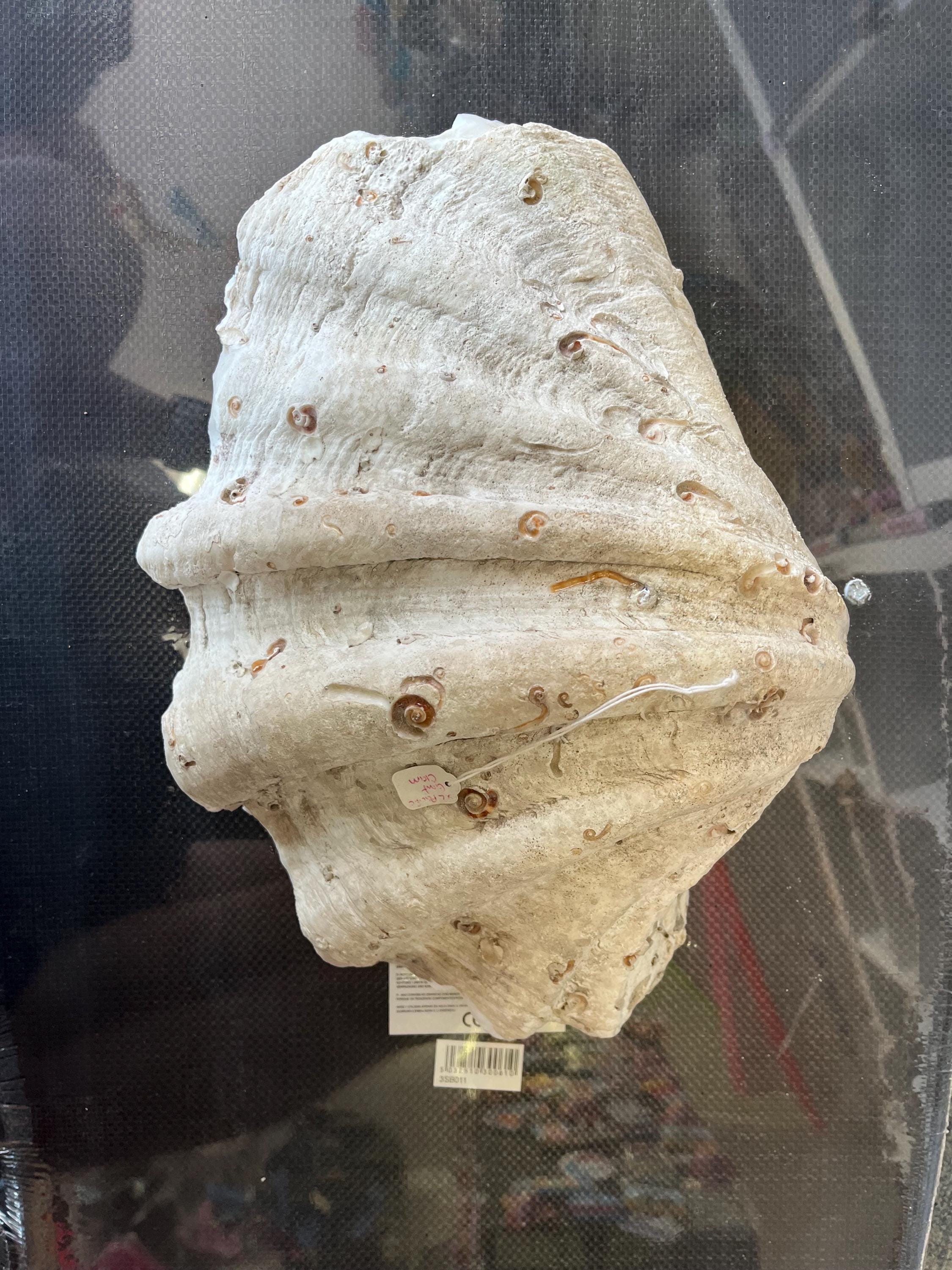 Giant Clam Shell Real Sea Shell Rare Strawberry Bear Claw Clam Horses ...