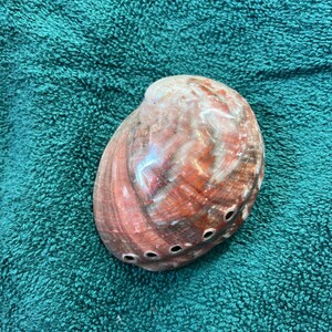 Pinto Abalone Shell Northern Ablalone Threaded Abalone Haliotis ...