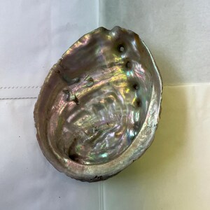 Green Abalone Shell Natural Sea Shell Rough Shell Smudging Cleansing - Etsy