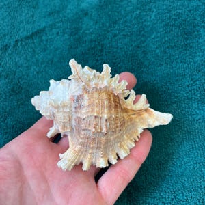 White Murex Shell Small Sea Shell Cleaned From Philippines Natural ...