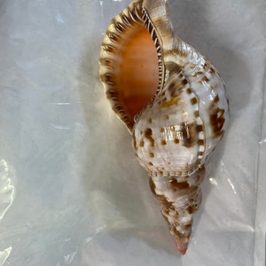 Trumpet Triton Shell Charonia Tritonis Rare Antique Sea Shell Giant ...