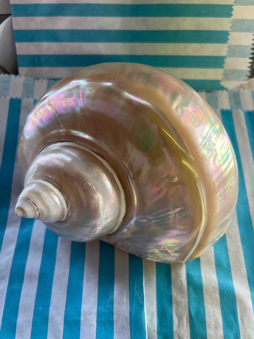 Turbo Marmoratus Shell Giant Green Turban Sea Shell Rare Antique Shell ...