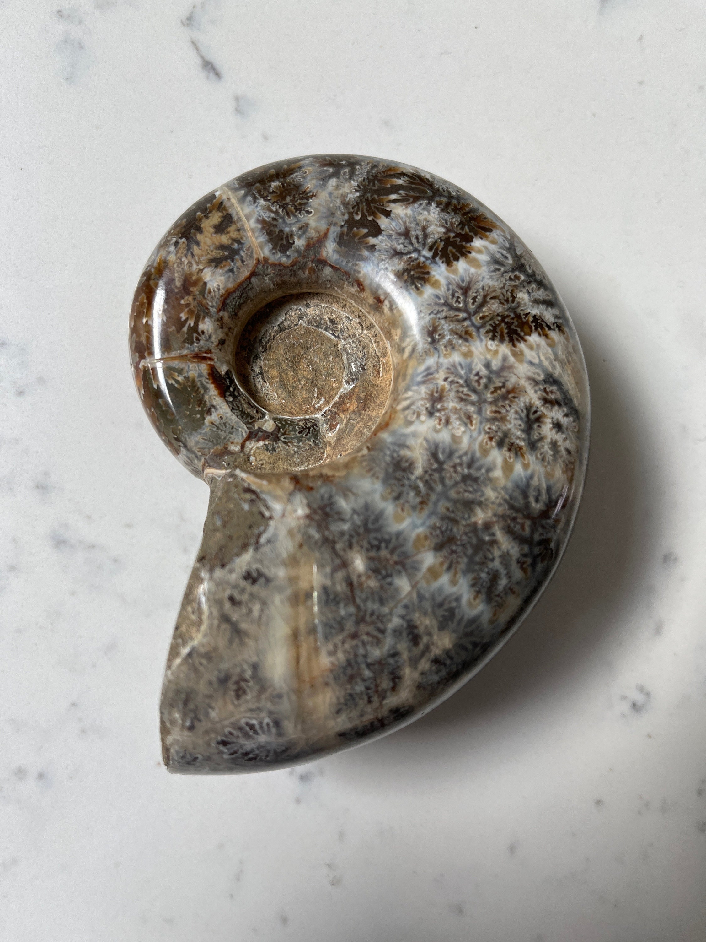 Nautilus Fossil Natural Ancient Chambered Shell Polished Oak Leaf - Etsy