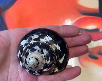 Turbo Sarmaticus Sea Shell Polished Natural Snail From Africa Beautiful ...
