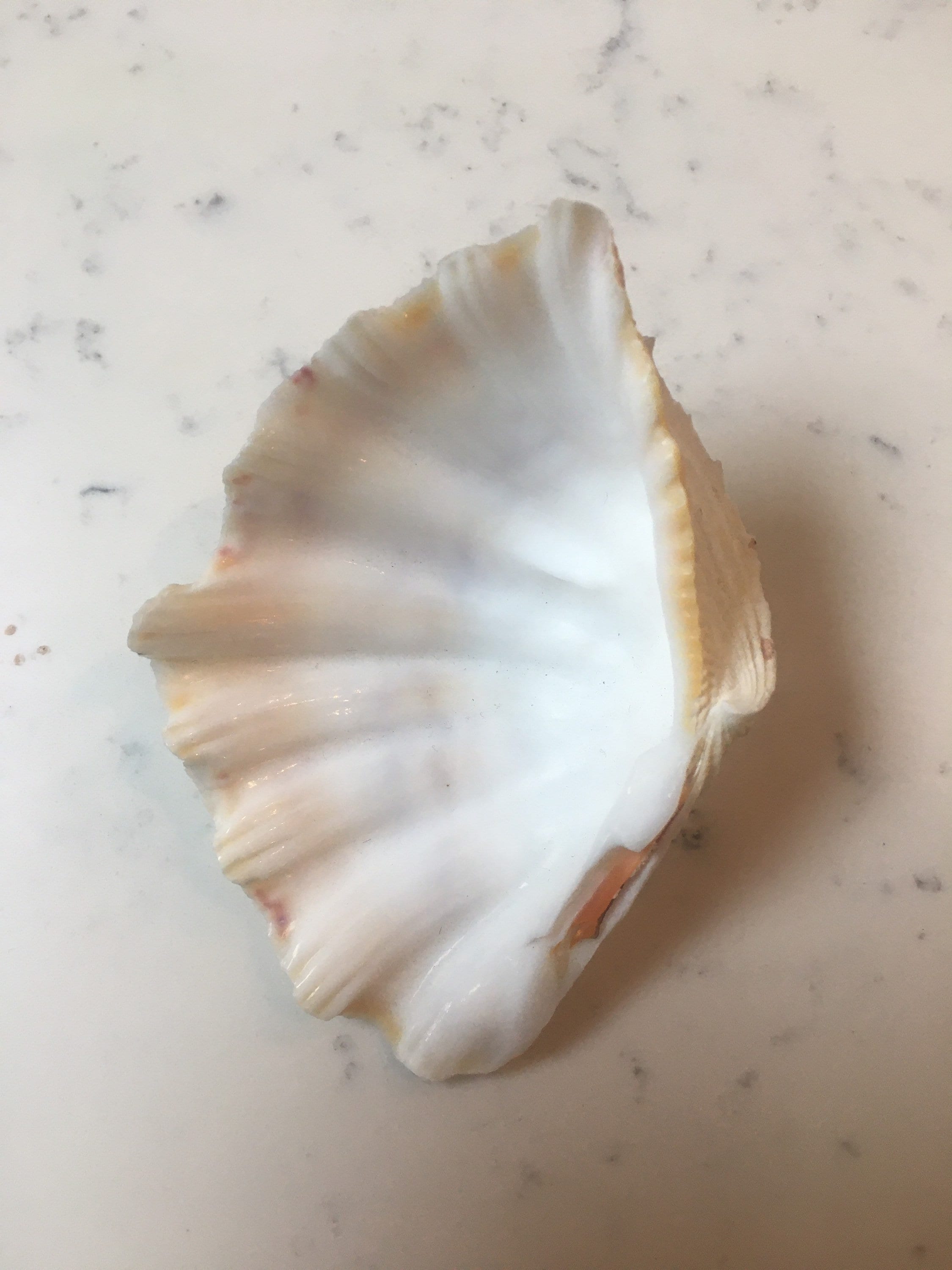 Giant Clam Shell Strawberry Bear Claw Clam Horses Hoof Clam - Etsy