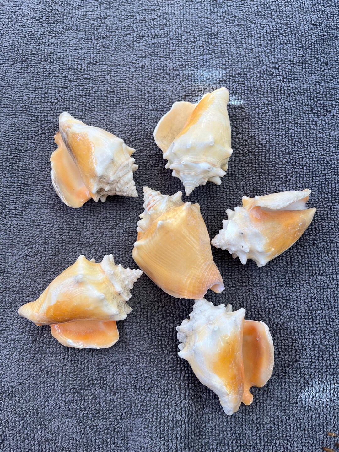 Primrose Conch Shell Natural Sea Shell Polished Wedding Display Shell ...