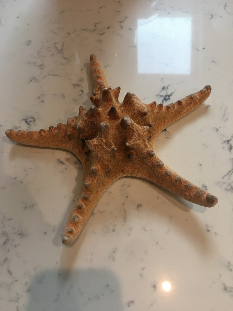 Real Starfish Giant Knobbly Starfish Dried Sea Star Giant Nodulated ...