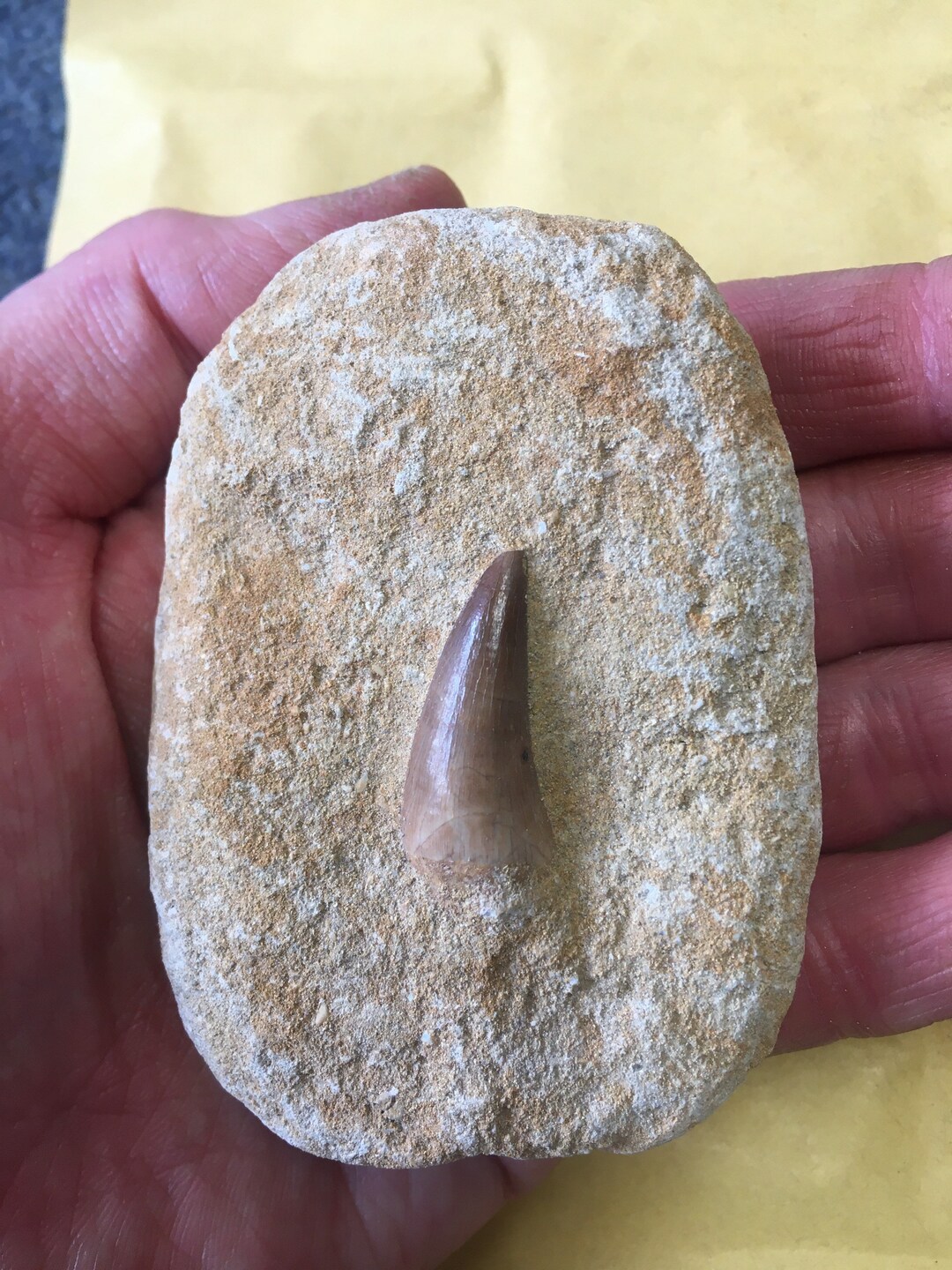 Fossil Mosasaur Tooth in Composite Block From Morocco Cretaceous ...
