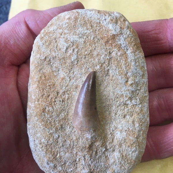 Mosasaur Tooth - Etsy