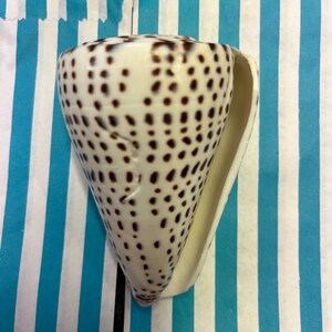 Leopard Cone Shell Large Seashell Conus Leopardus Genuine Real Natural ...