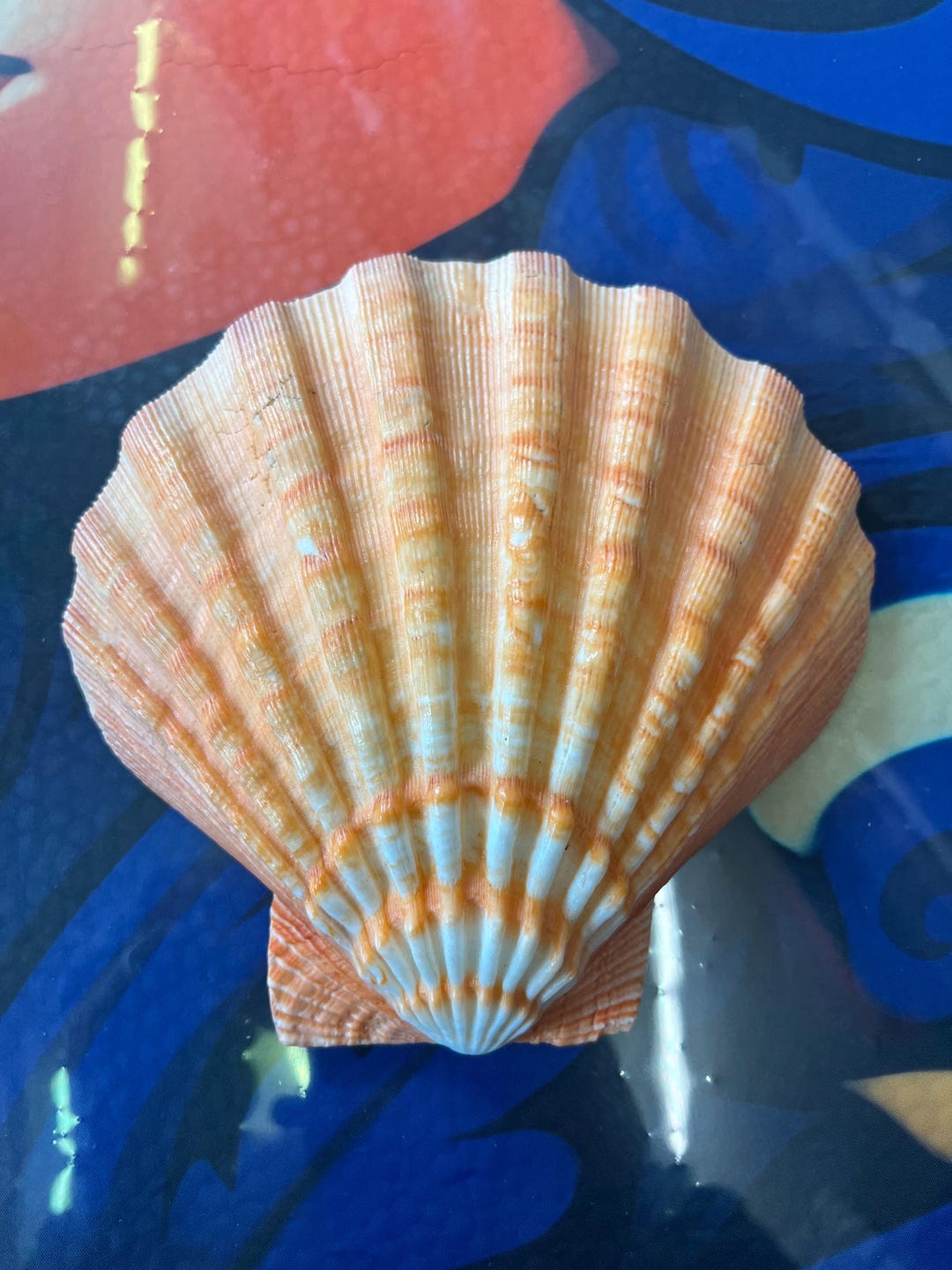 Lions Paw Scallop Shell Giant Sea Shell Mollusc Natural Orange Shell ...