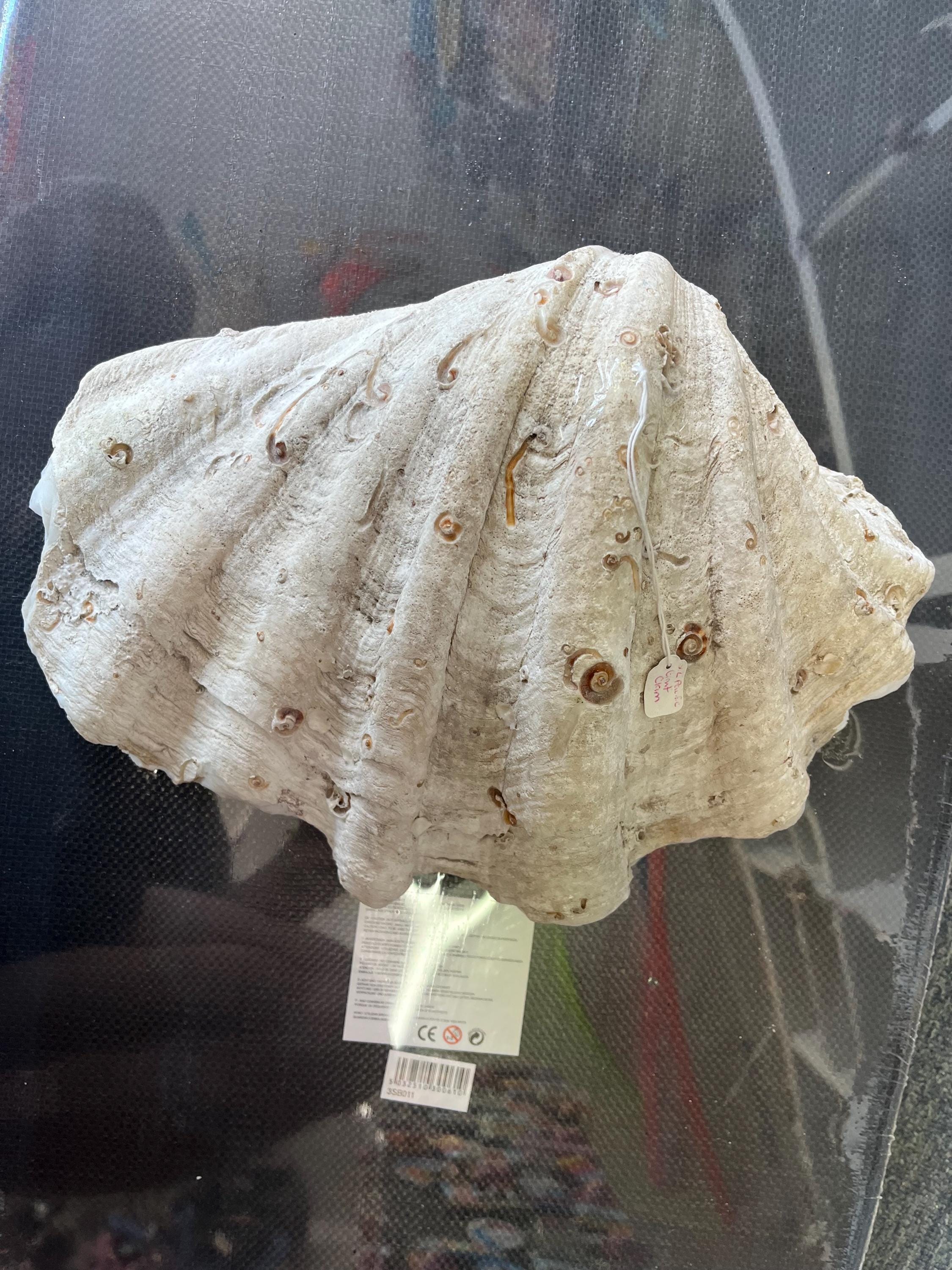 Giant Clam Shell Real Sea Shell Rare Strawberry Bear Claw Clam Horses ...