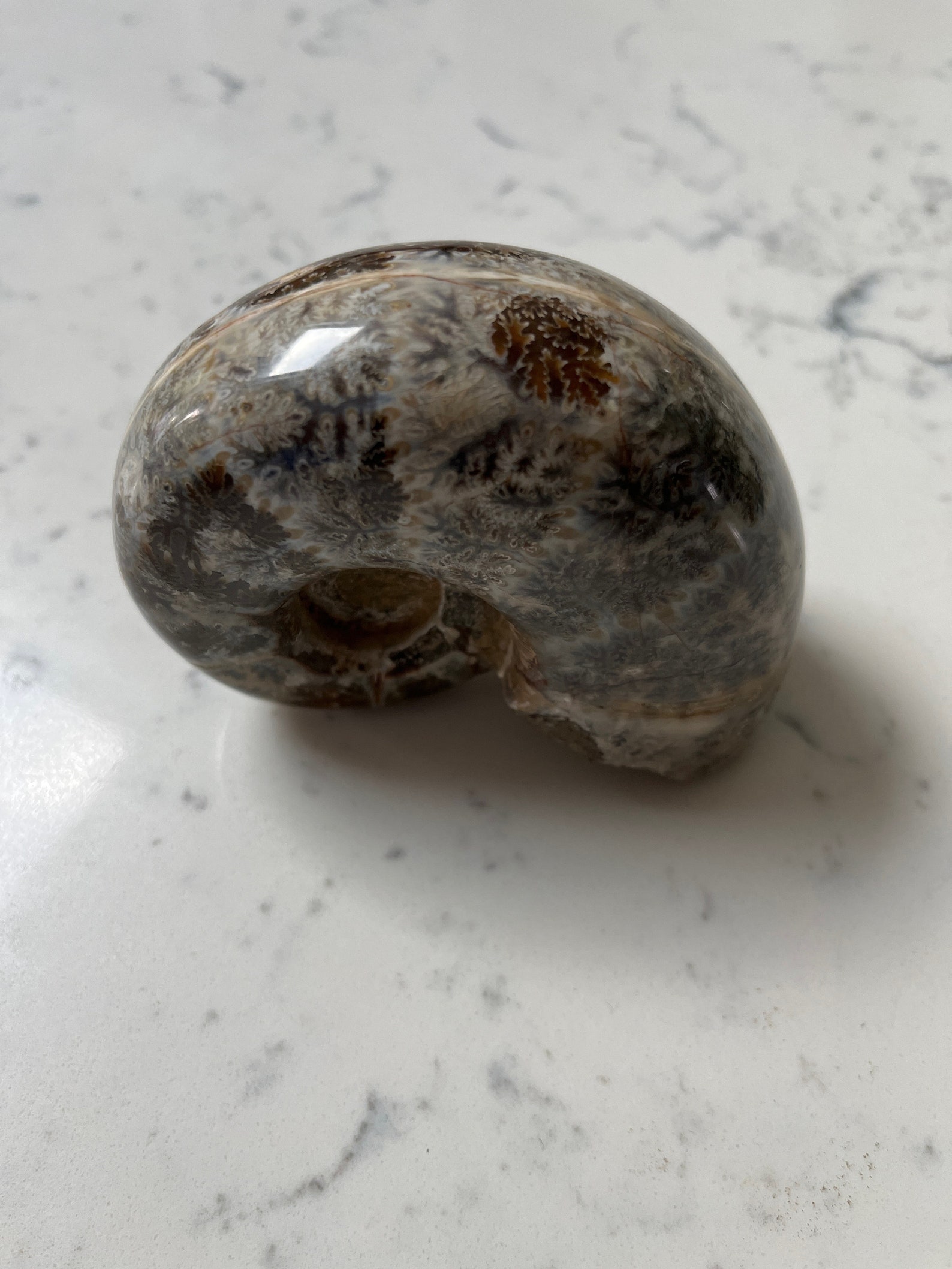 Nautilus Fossil Natural Ancient Chambered Shell Polished Oak Leaf - Etsy