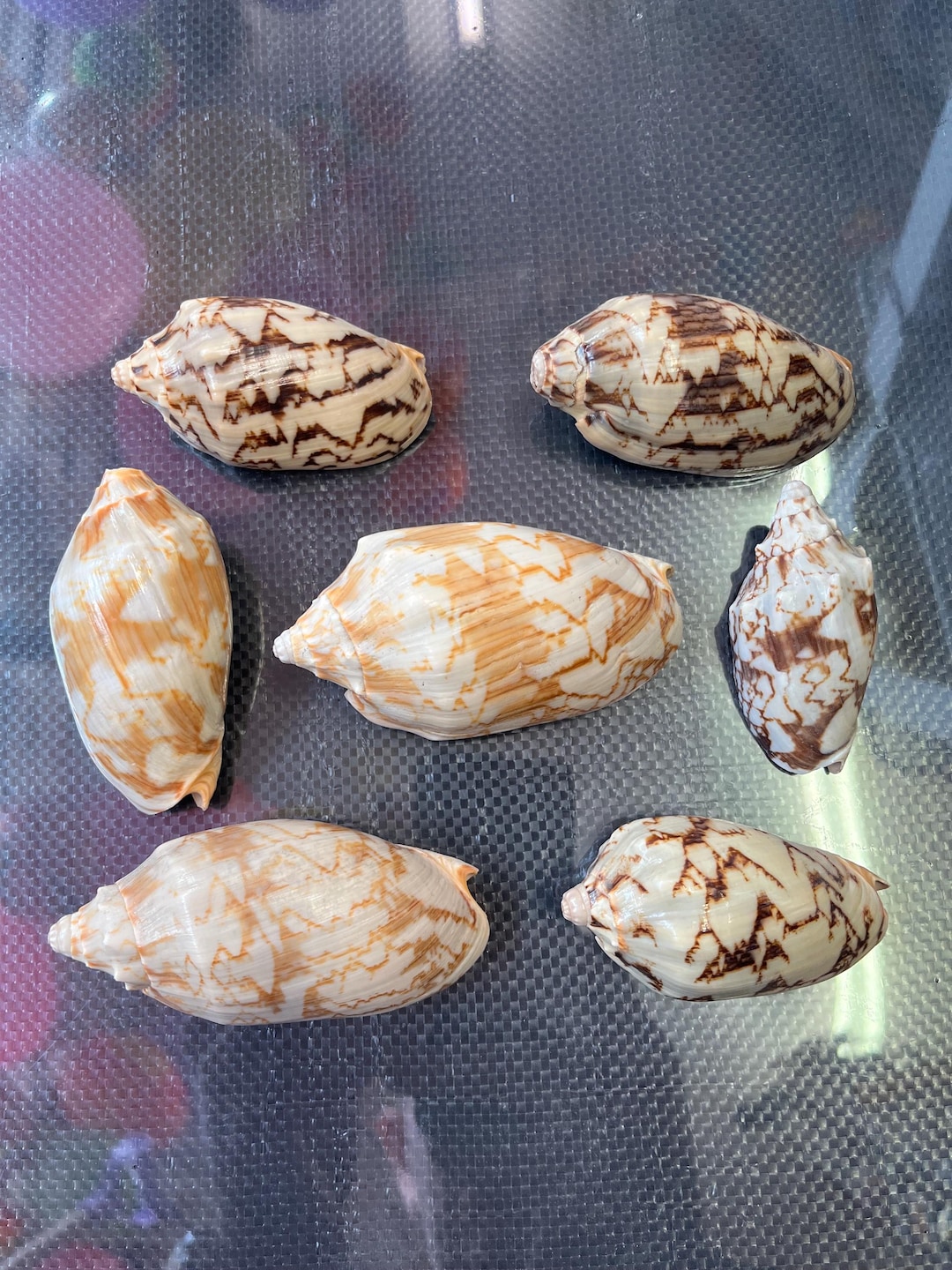 Bat Wing Volute Shell Cymbiola Vespertilio Natural Sea Shell From ...