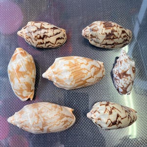 Bat Wing Volute Shell Cymbiola Vespertilio Natural Sea Shell From ...