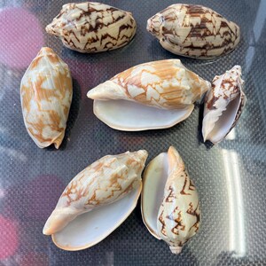 Bat Wing Volute Shell Cymbiola Vespertilio Natural Sea Shell From ...