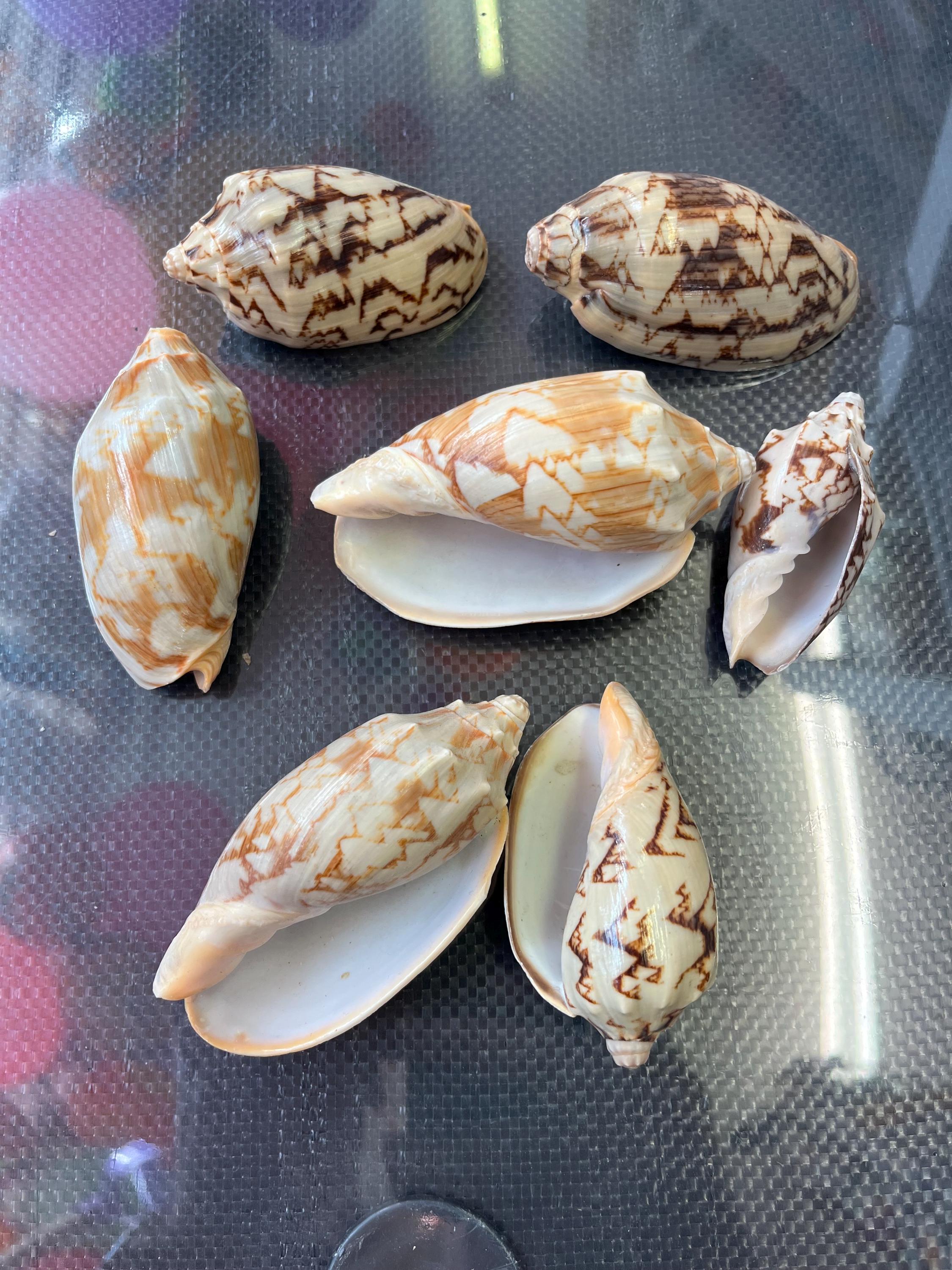 Bat Wing Volute Shell Cymbiola Vespertilio Natural Sea Shell From ...