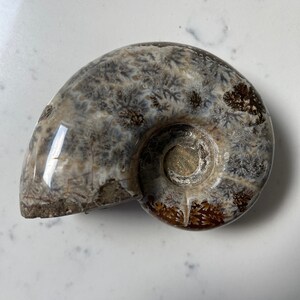 Nautilus Fossil Natural Ancient Chambered Shell Polished Oak Leaf - Etsy