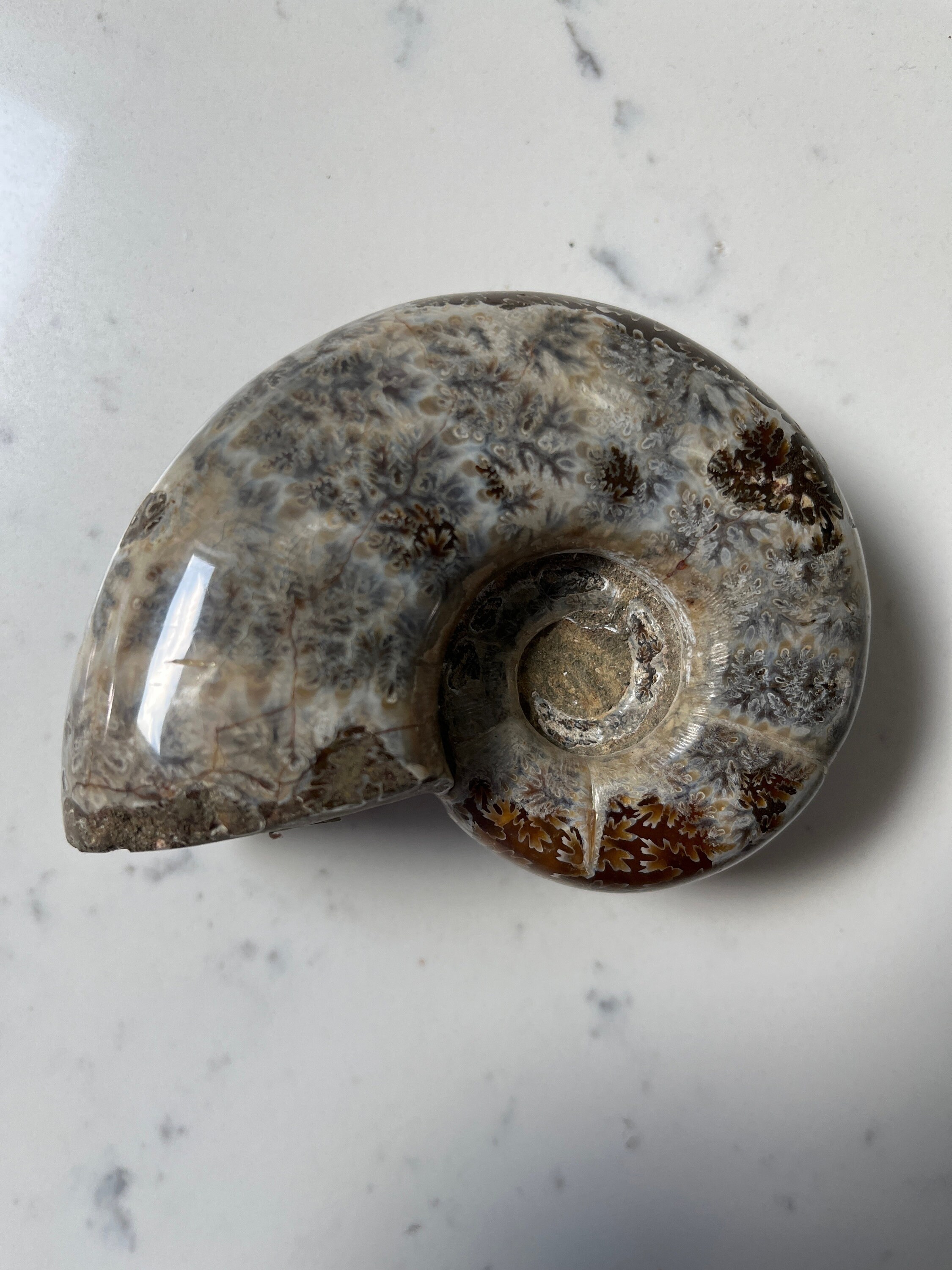 Nautilus Fossil Natural Ancient Chambered Shell Polished Oak Leaf - Etsy