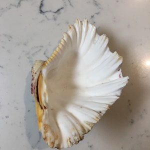 Giant Clam Shell Strawberry Bear Claw Clam Horses Hoof Clam Rare ...
