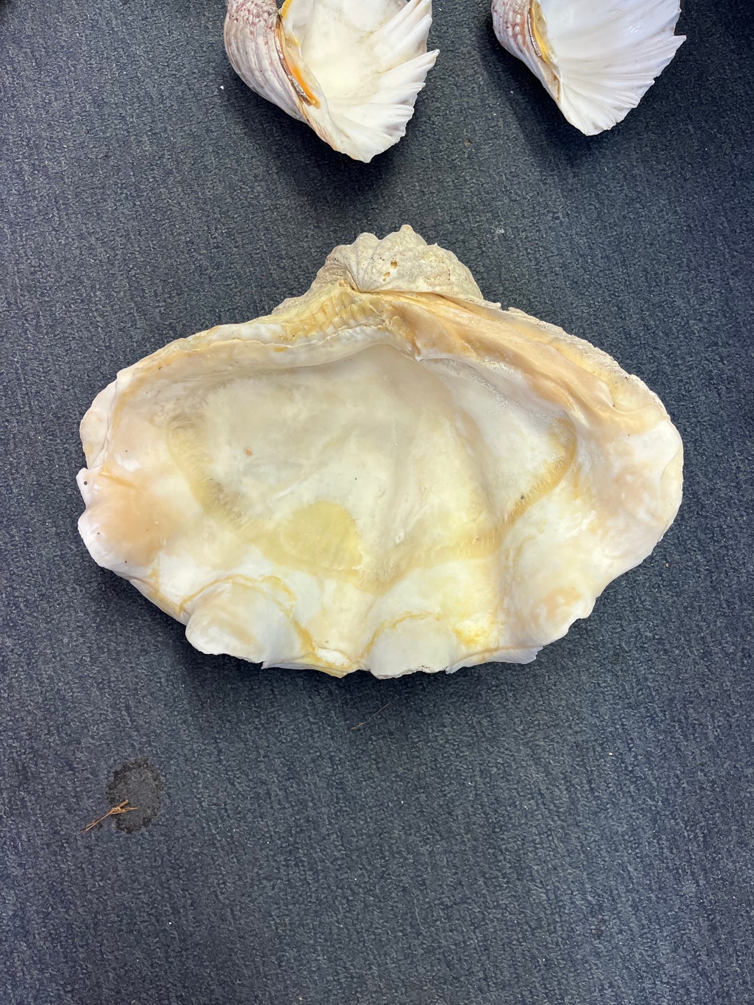 Giant Clam Shell Real Sea Shell Tridacna Squamosa Fluted Giant Clam XL ...