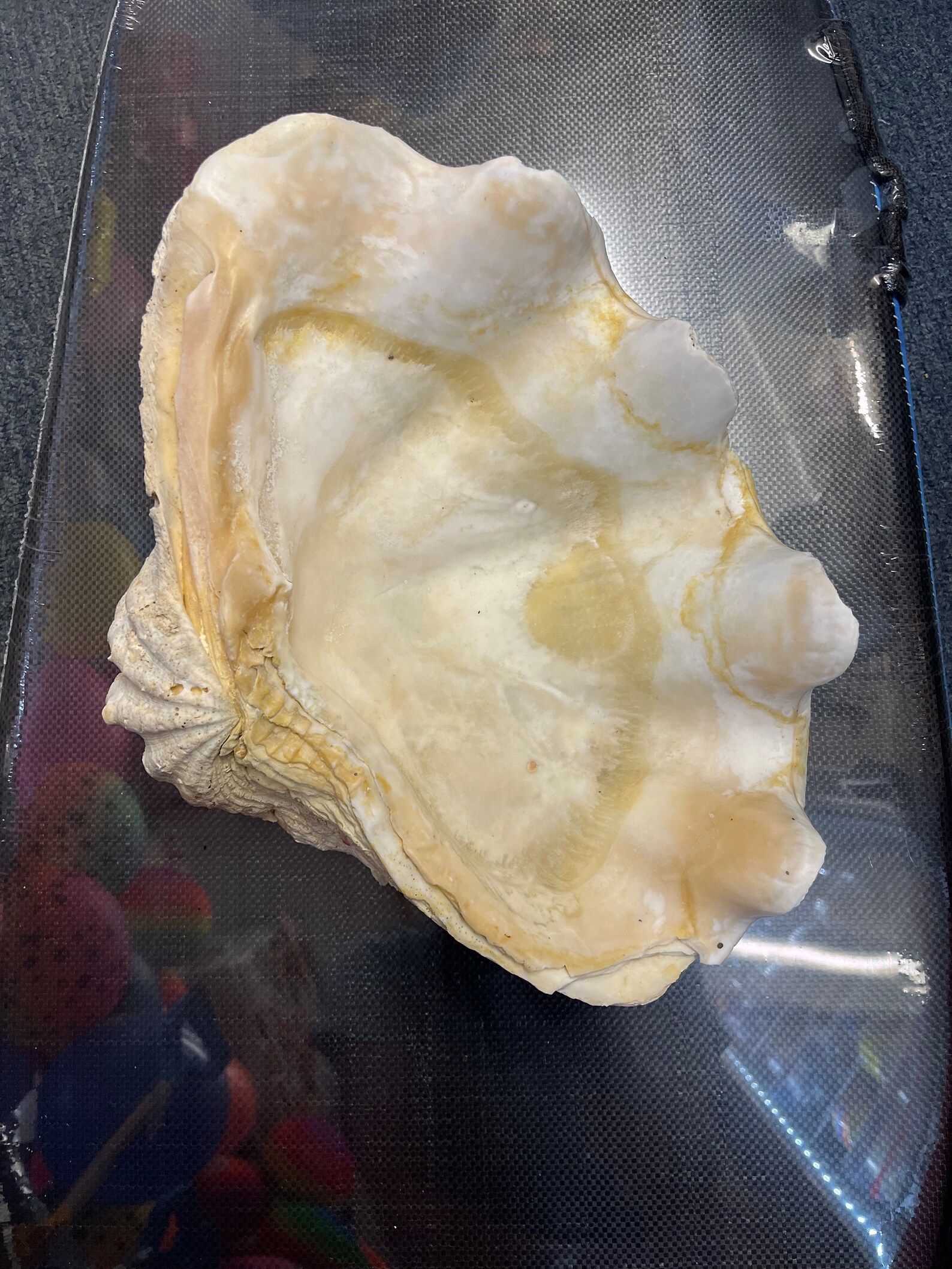 Giant Clam Shell Real Sea Shell Tridacna Squamosa Fluted Giant Clam XL ...