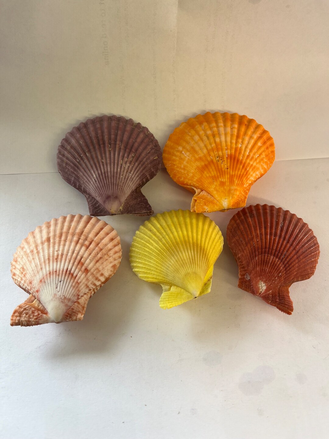 Pectin Scallop Sea Shell Clam Coloured Individual Shells Yellow Red ...