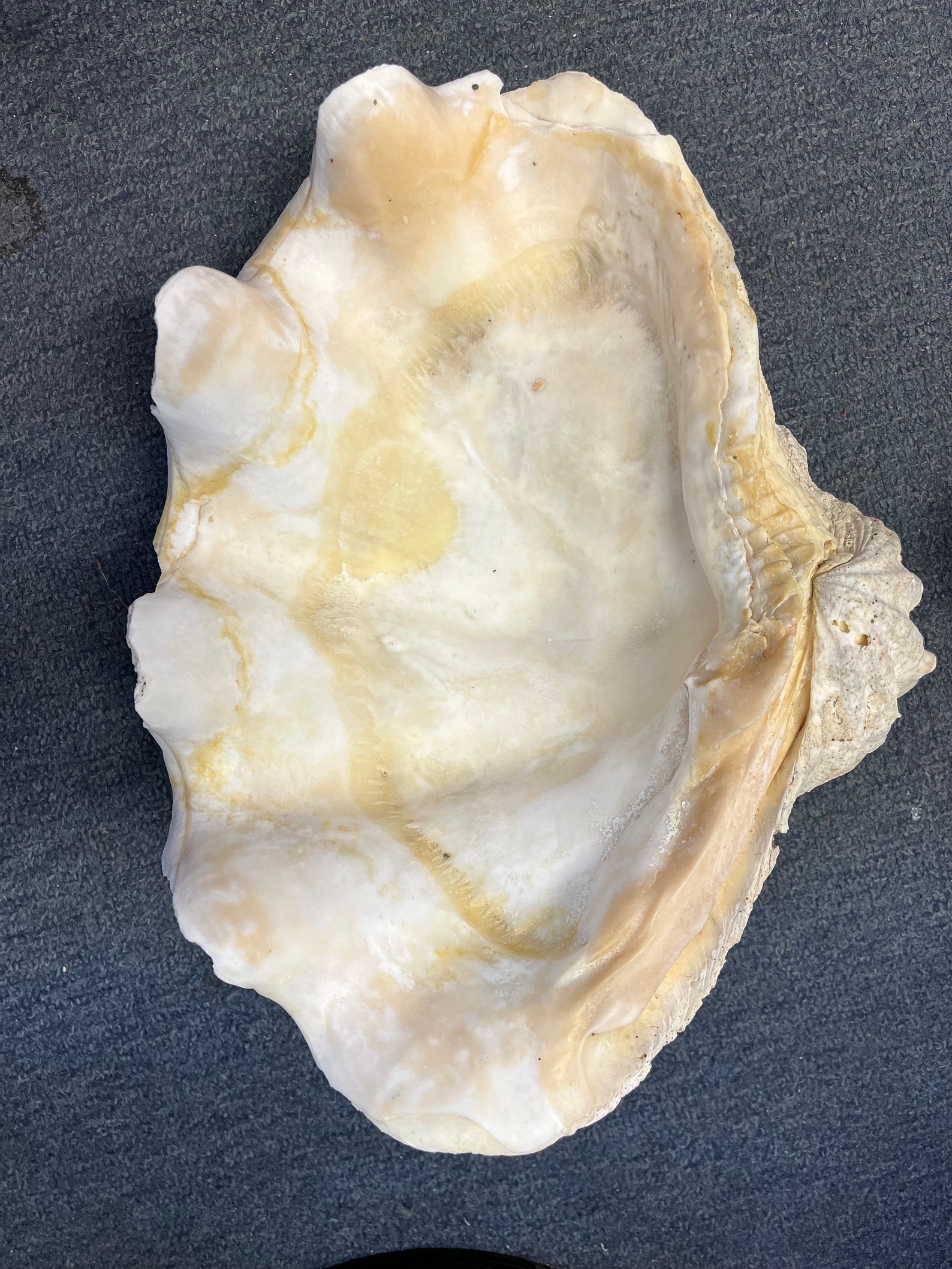 Giant Clam Shell Real Sea Shell Tridacna Squamosa Fluted Giant Clam XL ...