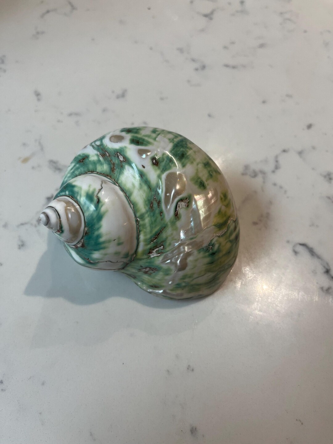 Green Turbo Shell Turbo Borghese Turbo Imperialis Large Natural ...