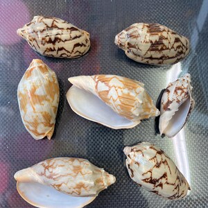 Bat Wing Volute Shell Cymbiola Vespertilio Natural Sea Shell From ...