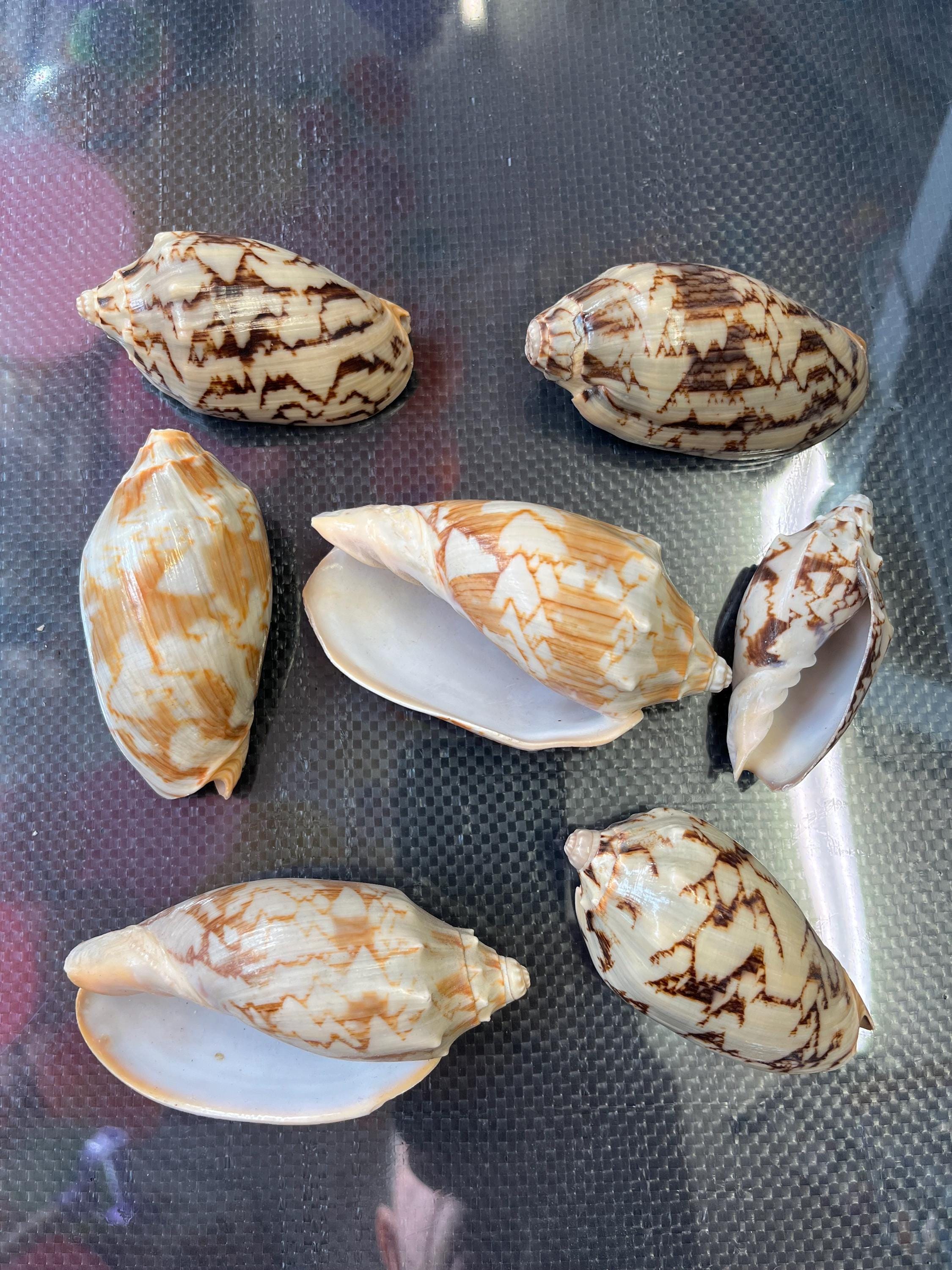 Bat Wing Volute Shell Cymbiola Vespertilio Natural Sea Shell From ...