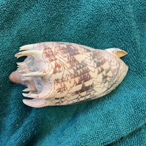 Imperial Volute Shell Cymbiola Imperialis Natural Sea Shell Pattern Sea ...