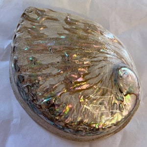 Abalone Shell Natural Polished Sea Shell Display Smudging Paulo Santo ...