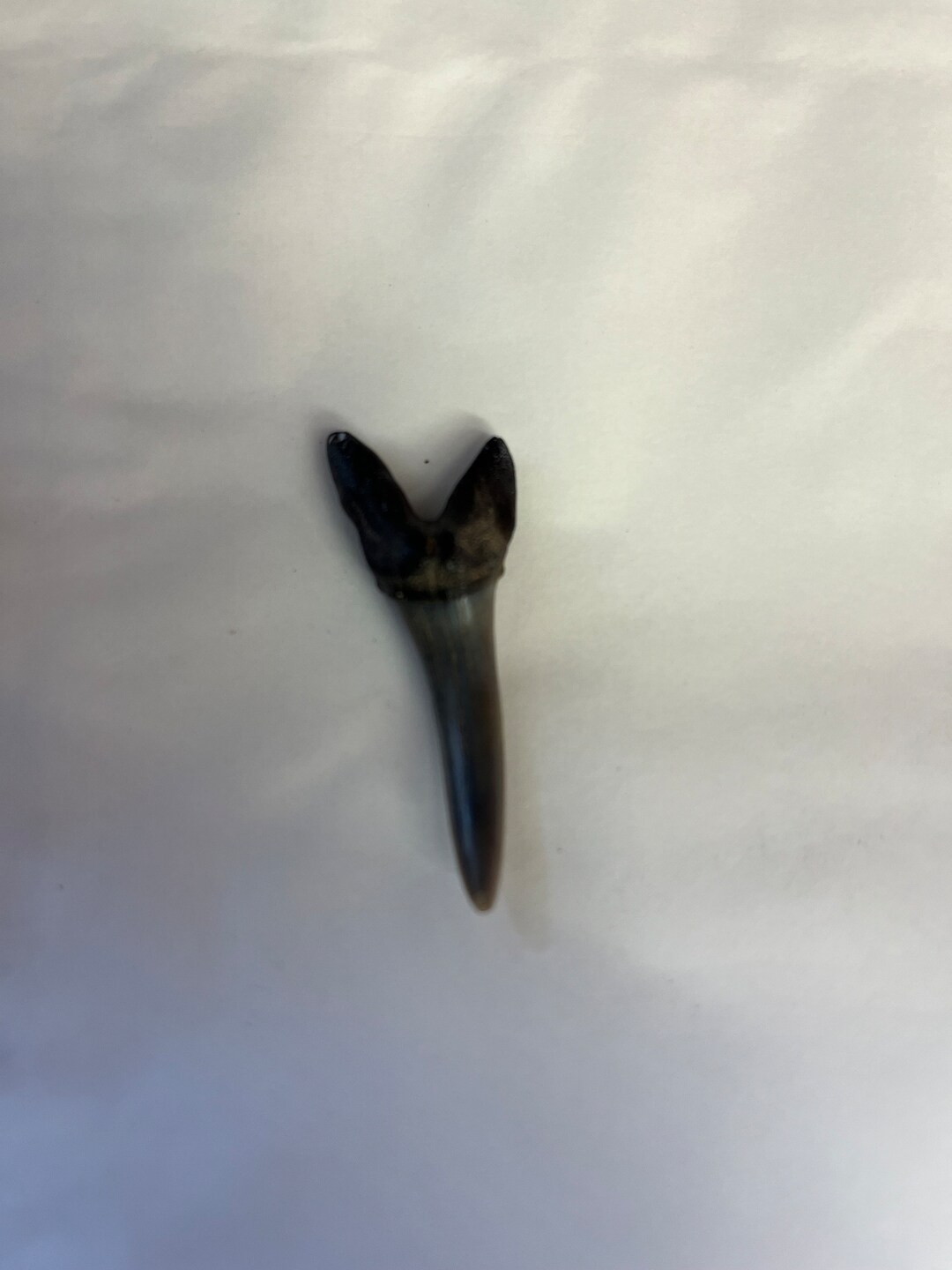 Fossil Shark Tooth Sand Shark Found in Beltinge Kent UK Found ...