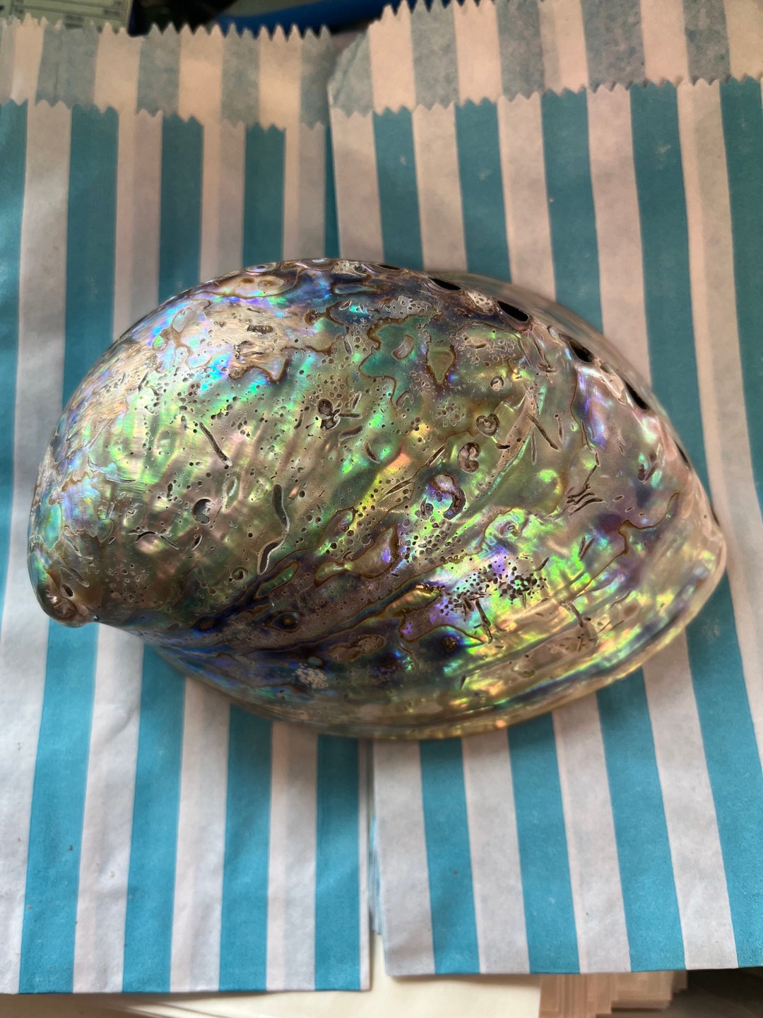 Abalone Paua Shell From New Zealand for Display or Smudging Rainbow ...