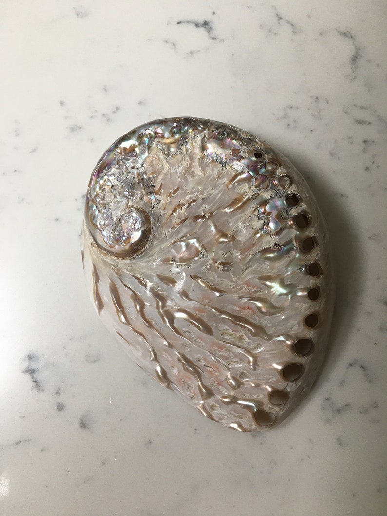 Abalone Shell Natural Polished Sea Shell Display Smudging - Etsy
