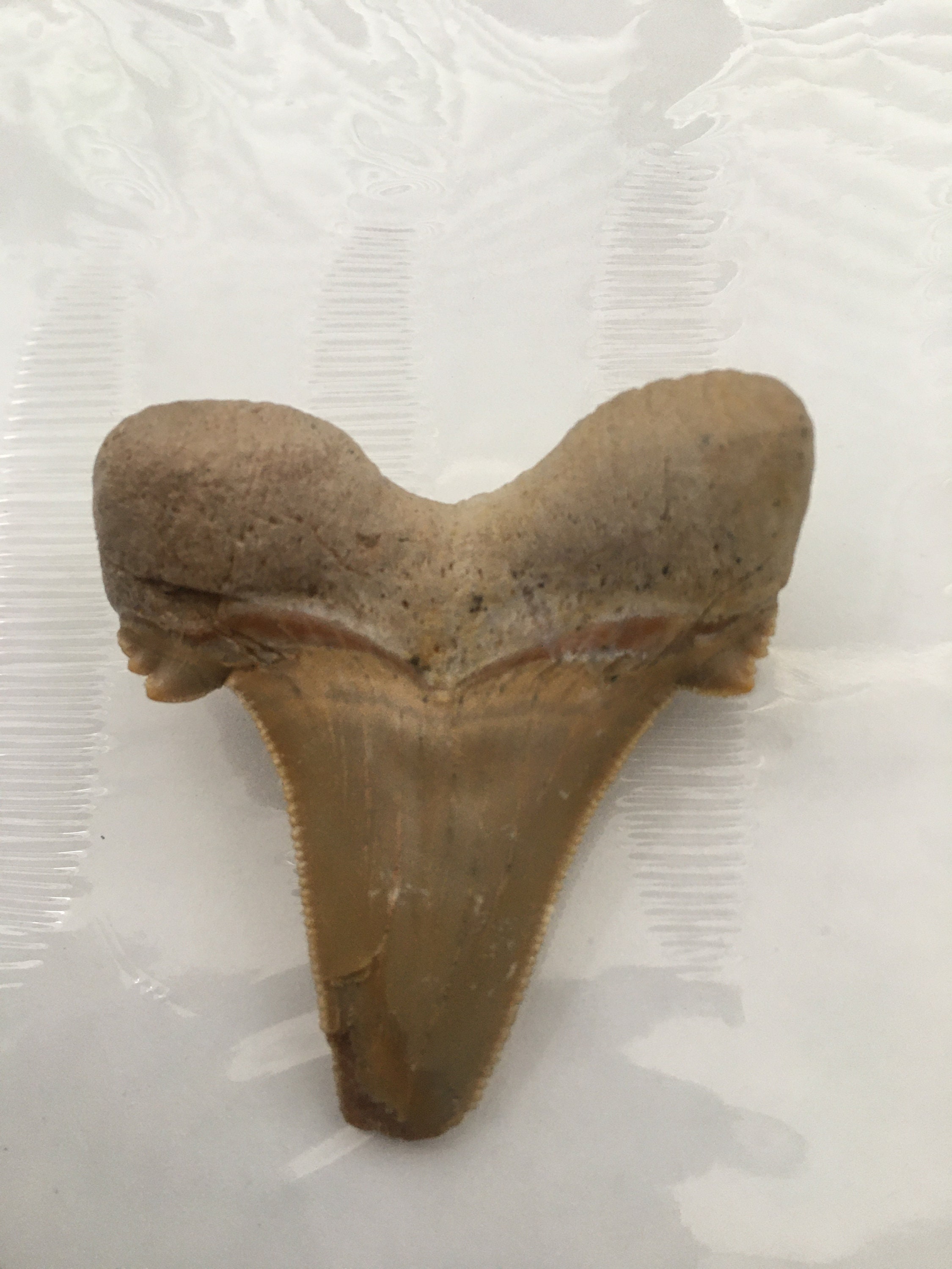 Fossil Shark Tooth Western Sahara Mega Tooth Shark Carcharocles ...