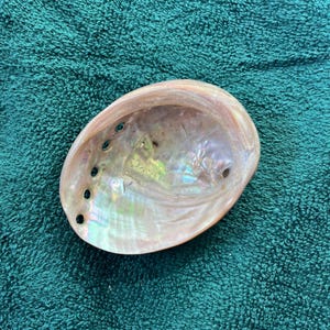 Pinto Abalone Shell Northern Ablalone Threaded Abalone Haliotis ...