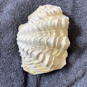Giant Clam Sea Shell Complete Pair Fluted Clam Trinket Dish Display ...