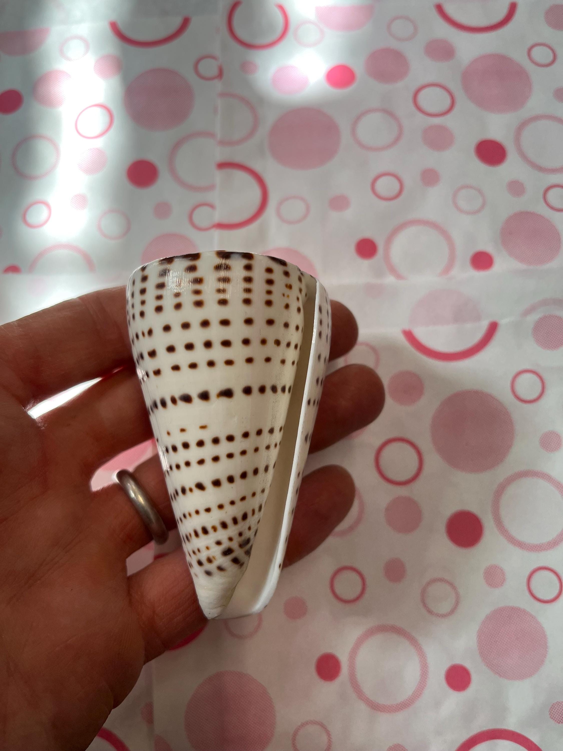 Leopard Cone Shell Seashell Conus Leopardus Genuine Real Natural Shell ...
