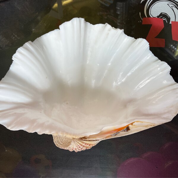 Giant Clam Shell - Etsy