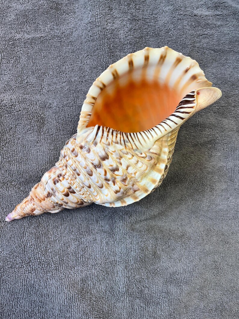 Trumpet Triton Shell Charonia Tritonis Natural Rare Antique Sea Shell ...