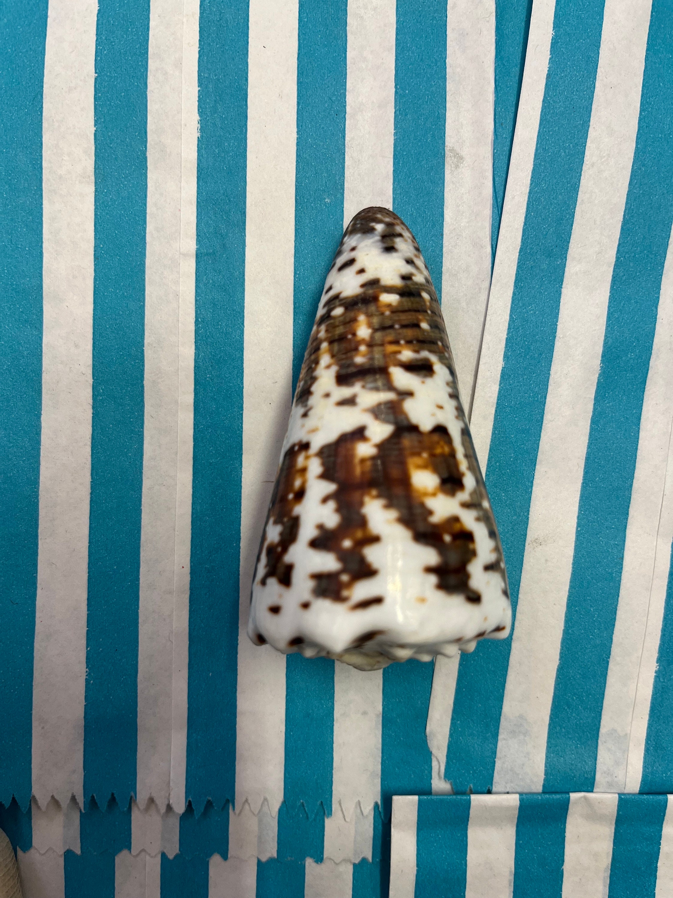 Cone Shell Collection Set of 4 Shells Seashell Selection Natural ...